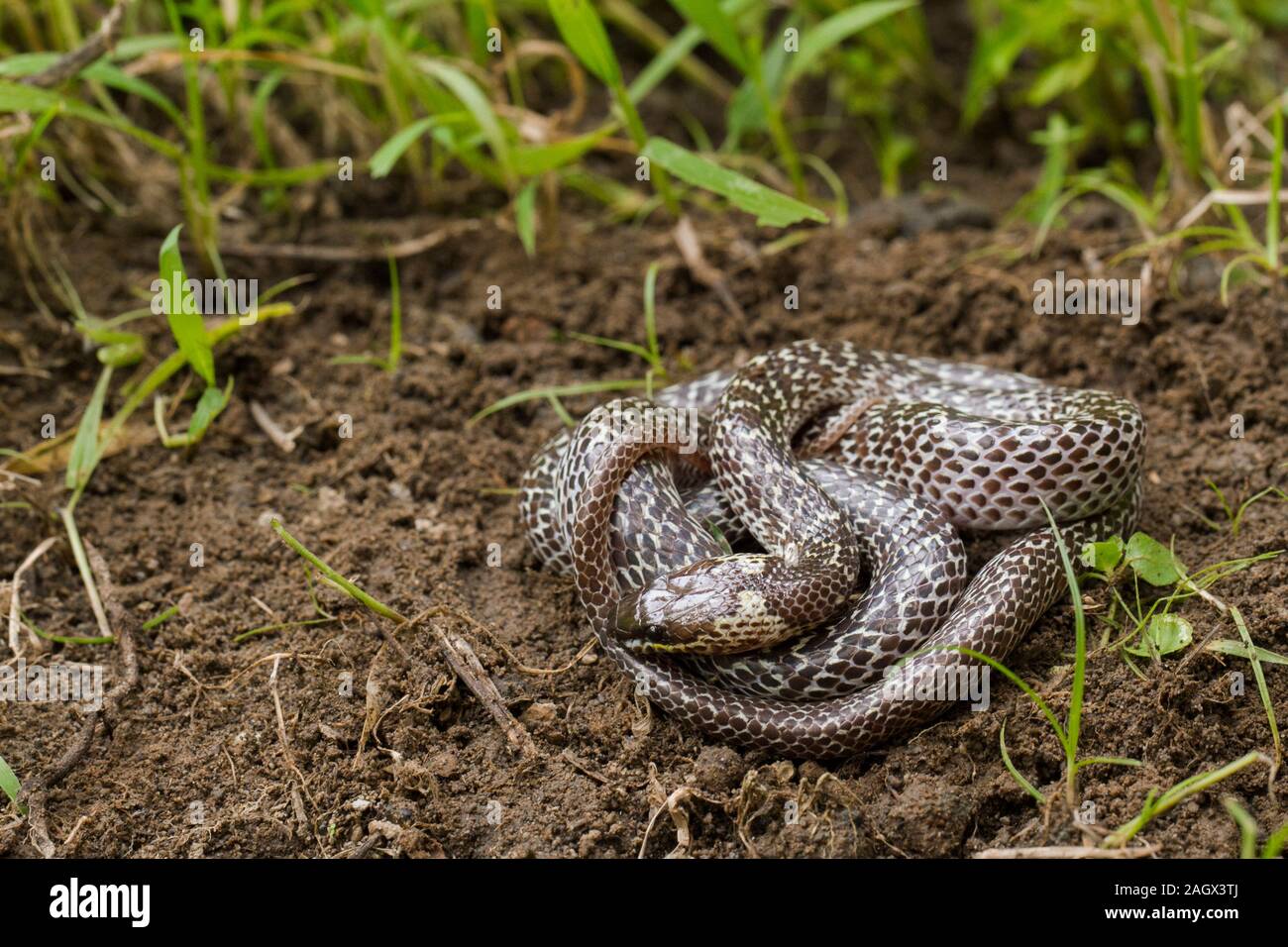 Fauna in the mountains of thailand hi-res stock photography and images ...
