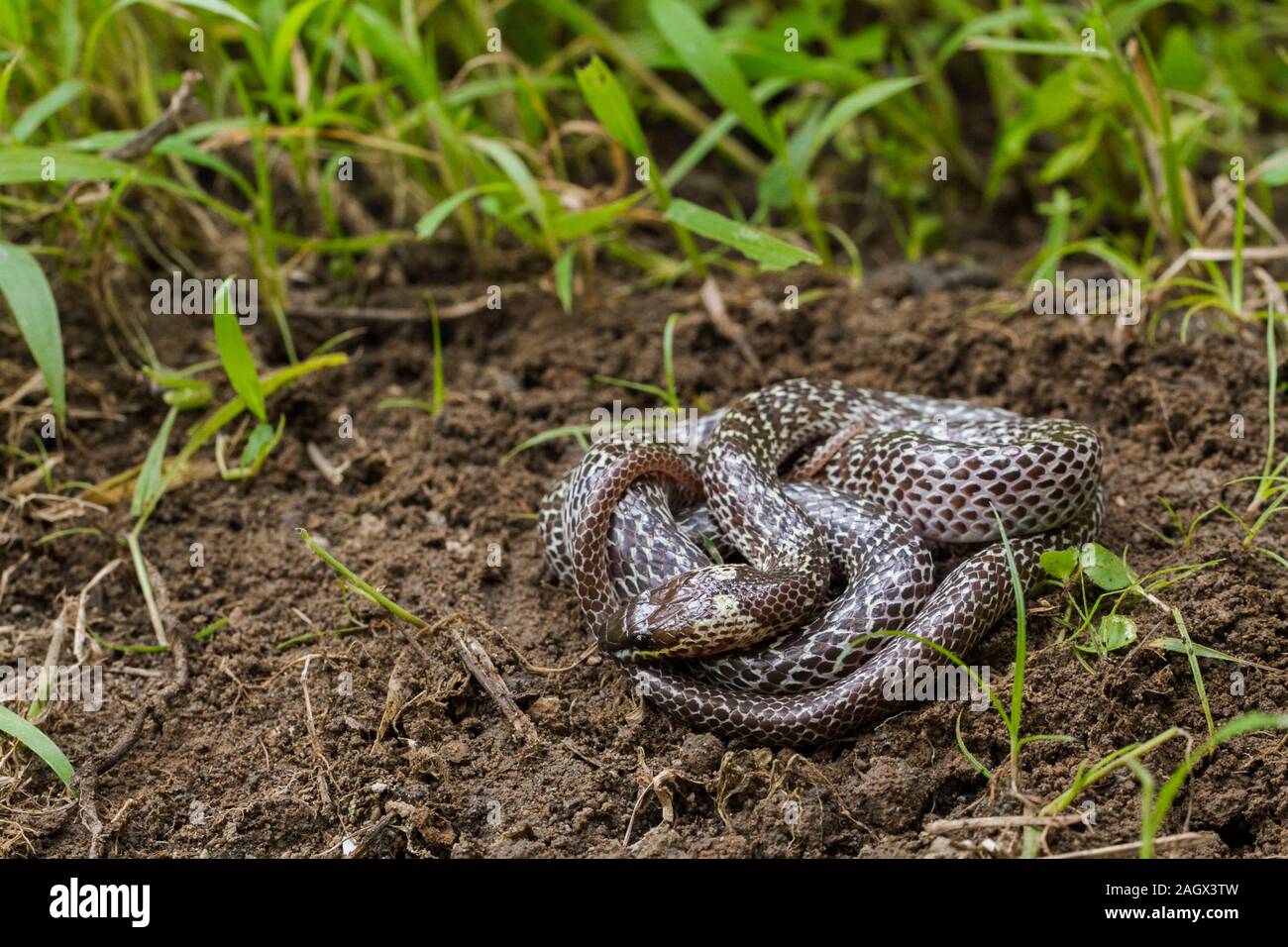 Fauna in the mountains of thailand hi-res stock photography and images ...