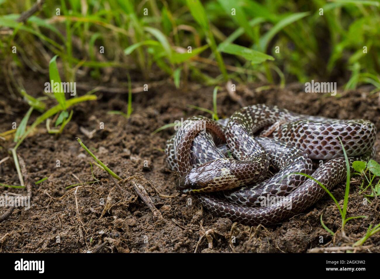 Fauna in the mountains of thailand hi-res stock photography and images ...