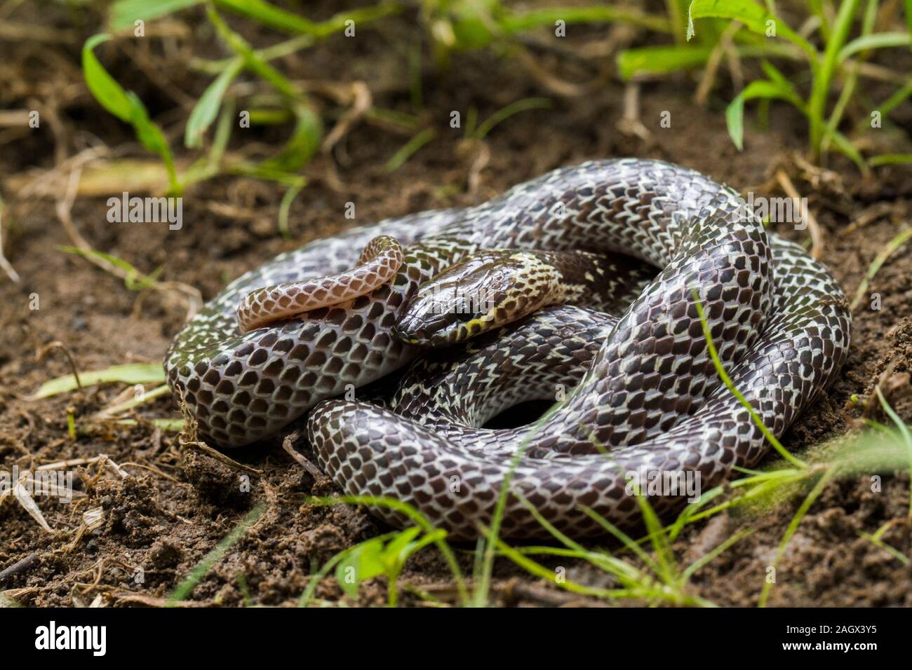 Non toxic venom hi-res stock photography and images - Alamy