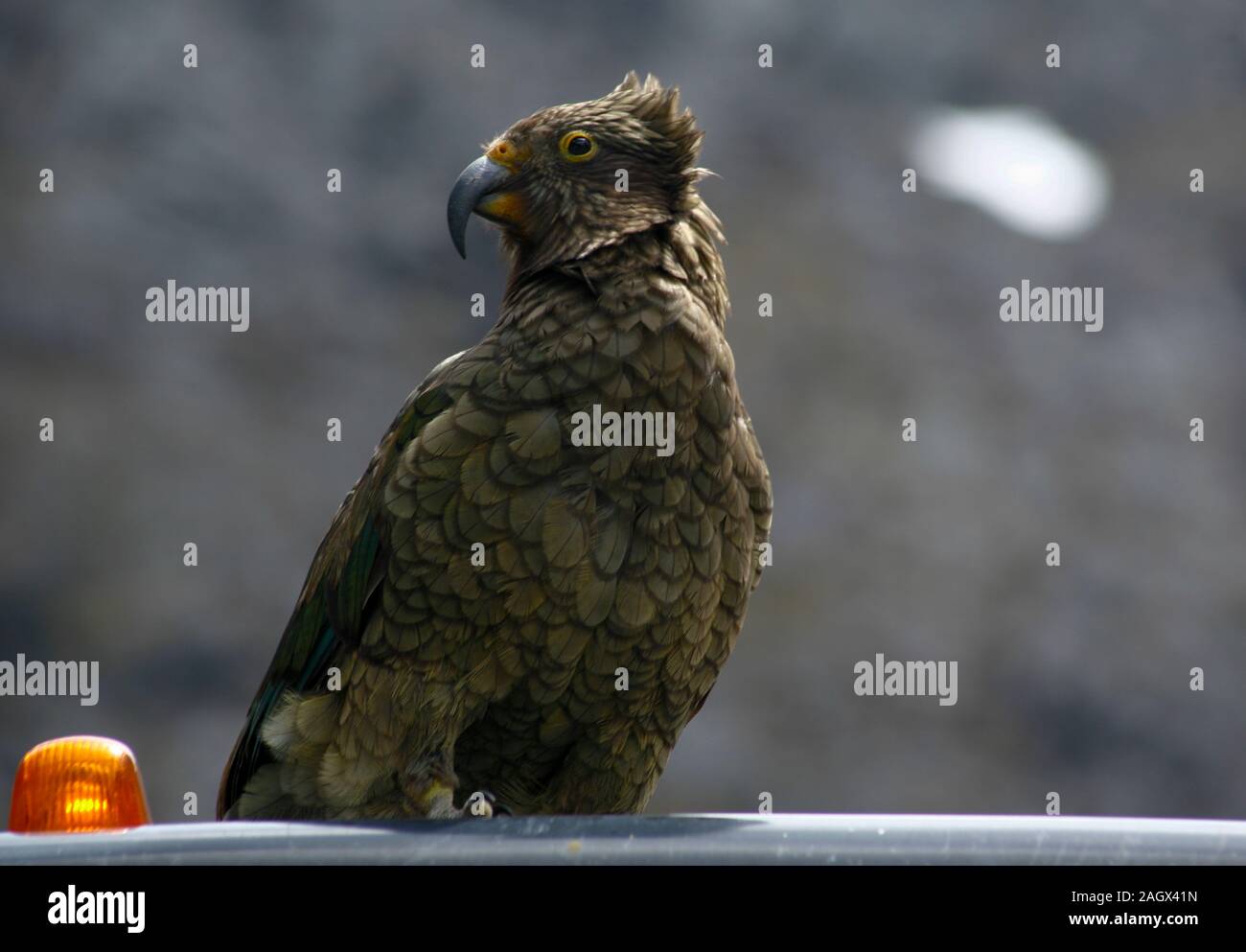 Kea bird hi-res stock photography and images - Alamy