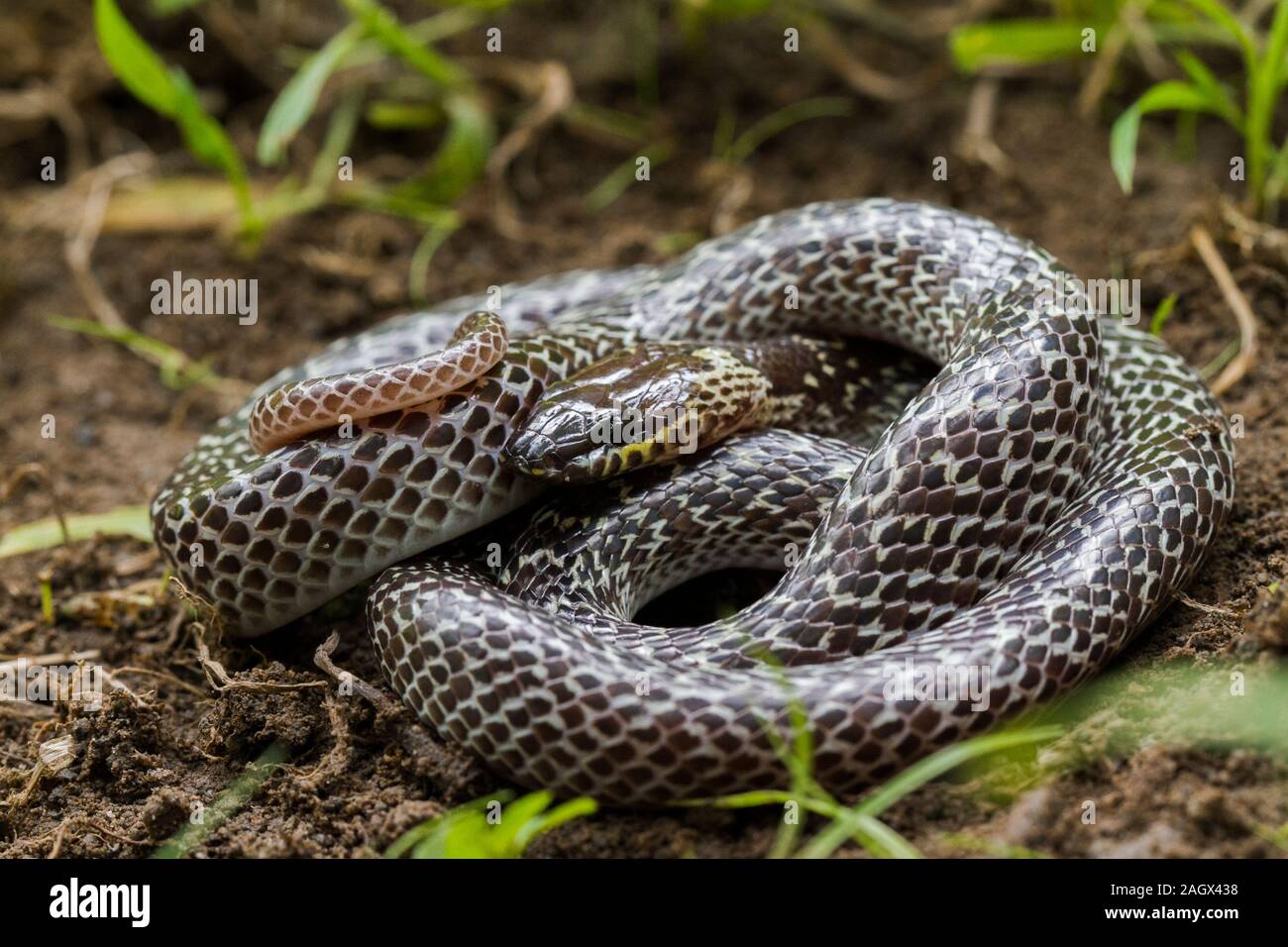Fauna in the mountains of thailand hi-res stock photography and images ...