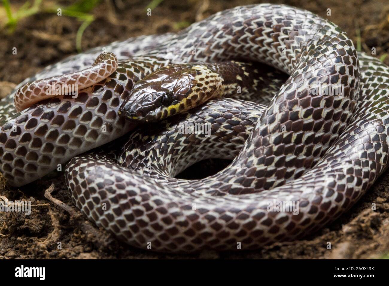 Fauna in the mountains of thailand hi-res stock photography and images ...