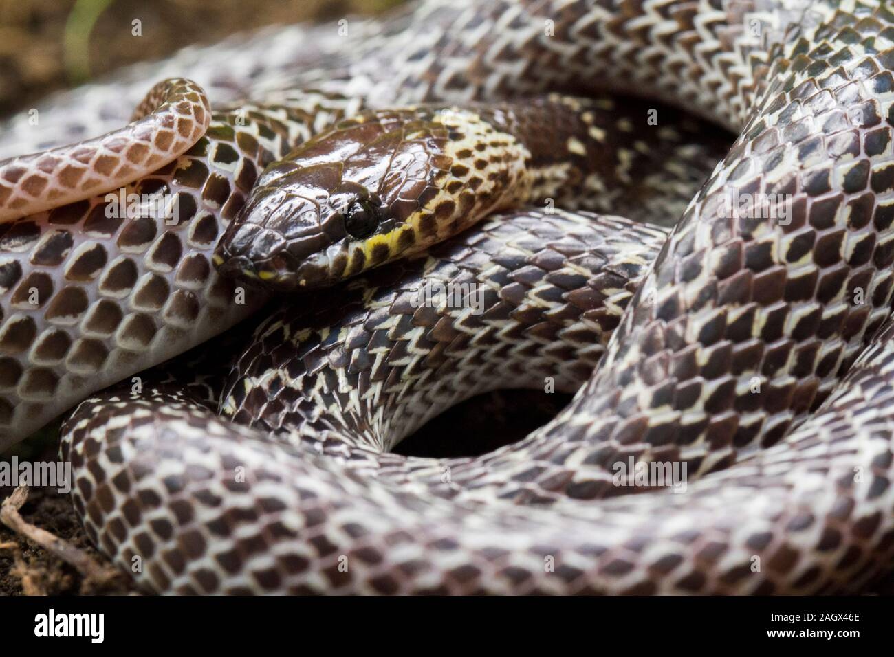 Fauna in the mountains of thailand hi-res stock photography and images ...