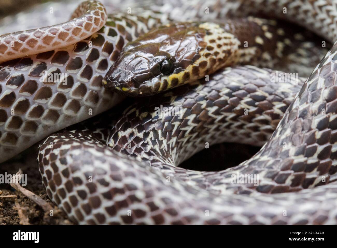Fauna in the mountains of thailand hi-res stock photography and images ...