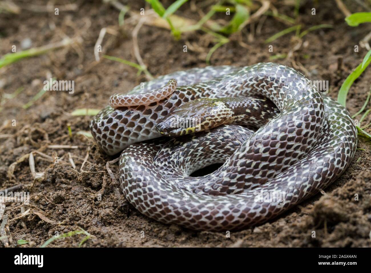 Oriental wolfsnake (Lycodon capucinus) found in tropical forest Though ...