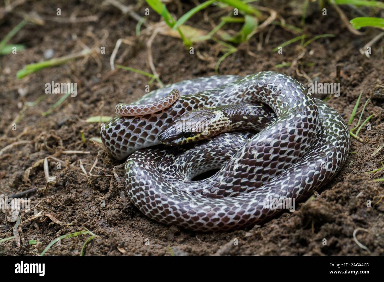 Fauna in the mountains of thailand hi-res stock photography and images ...