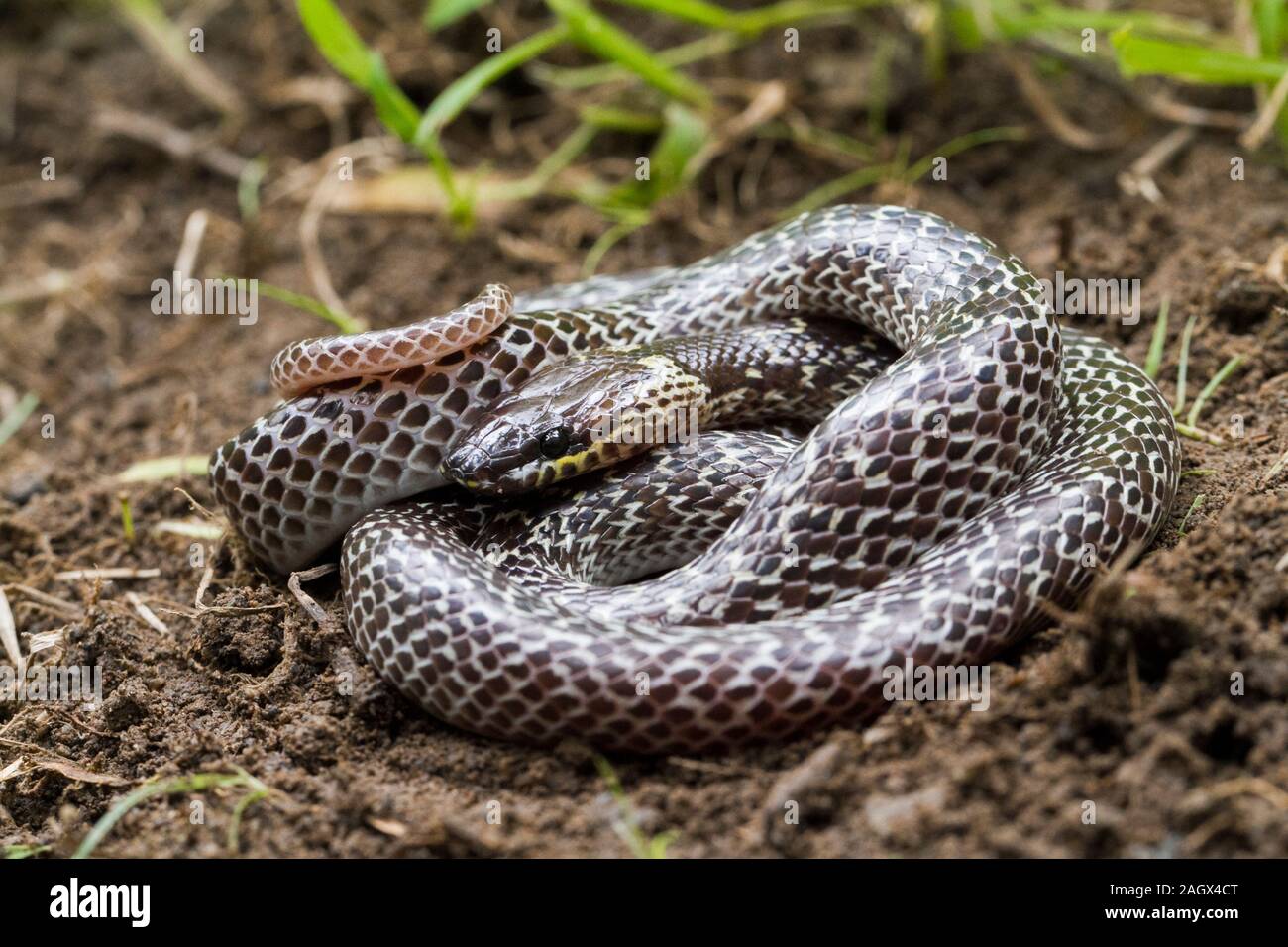 Oriental wolfsnake (Lycodon capucinus) found in tropical forest Though ...