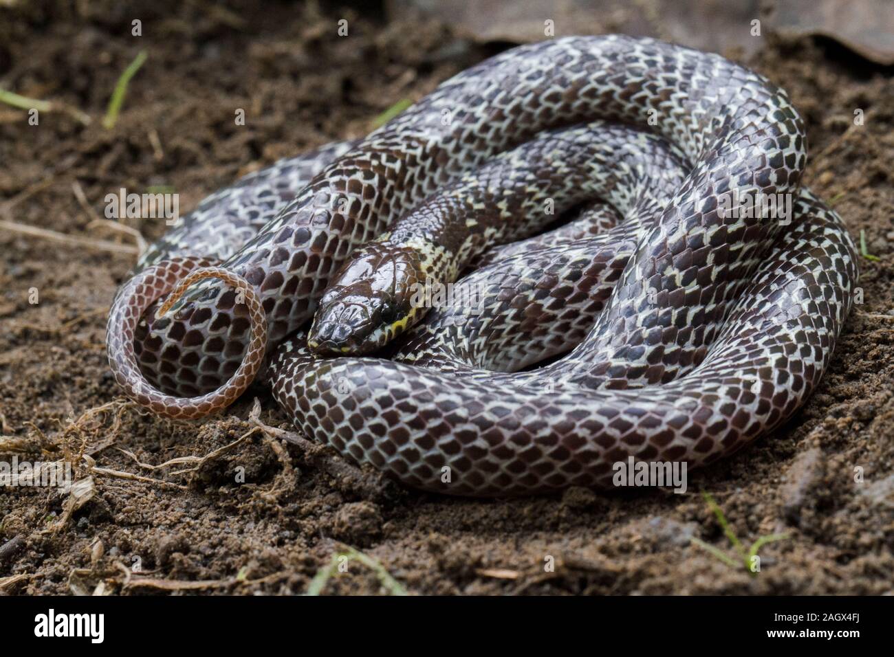 Oriental wolfsnake (Lycodon capucinus) found in tropical forest Though ...