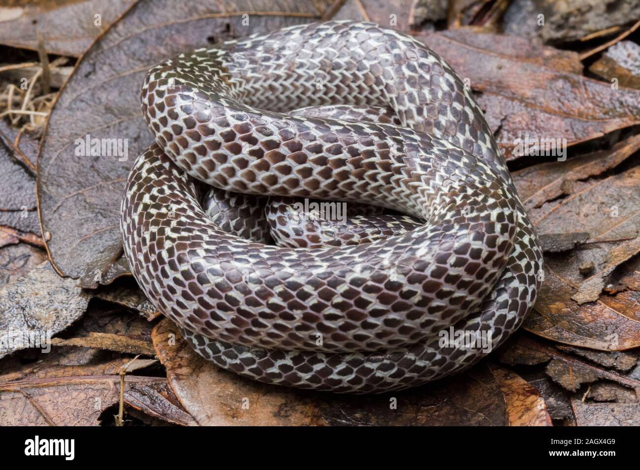 Oriental wolfsnake (Lycodon capucinus) found in tropical forest Though ...