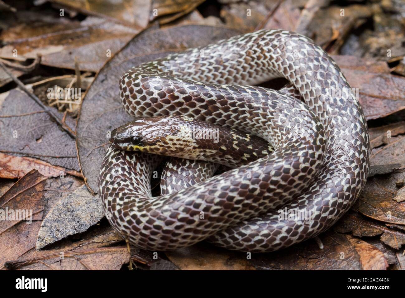 Fauna in the mountains of thailand hi-res stock photography and images ...