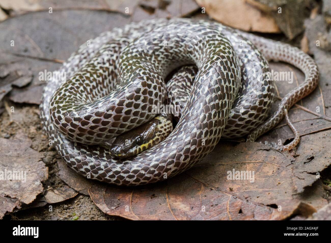 Fauna in the mountains of thailand hi-res stock photography and images ...