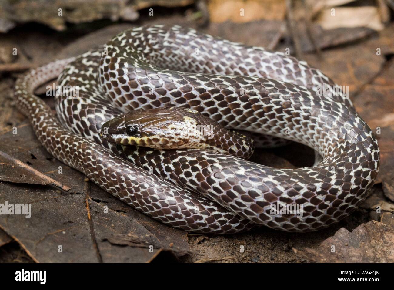 Fauna in the mountains of thailand hi-res stock photography and images ...