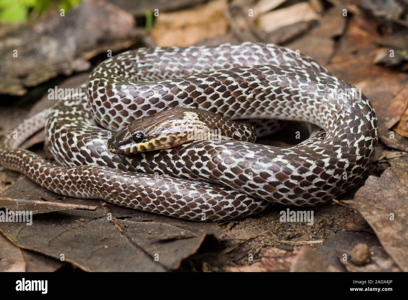 Oriental wolfsnake (Lycodon capucinus) found in tropical forest Though ...