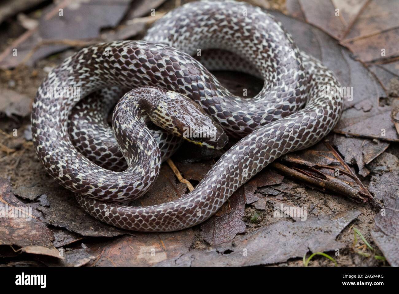 Fauna in the mountains of thailand hi-res stock photography and images ...