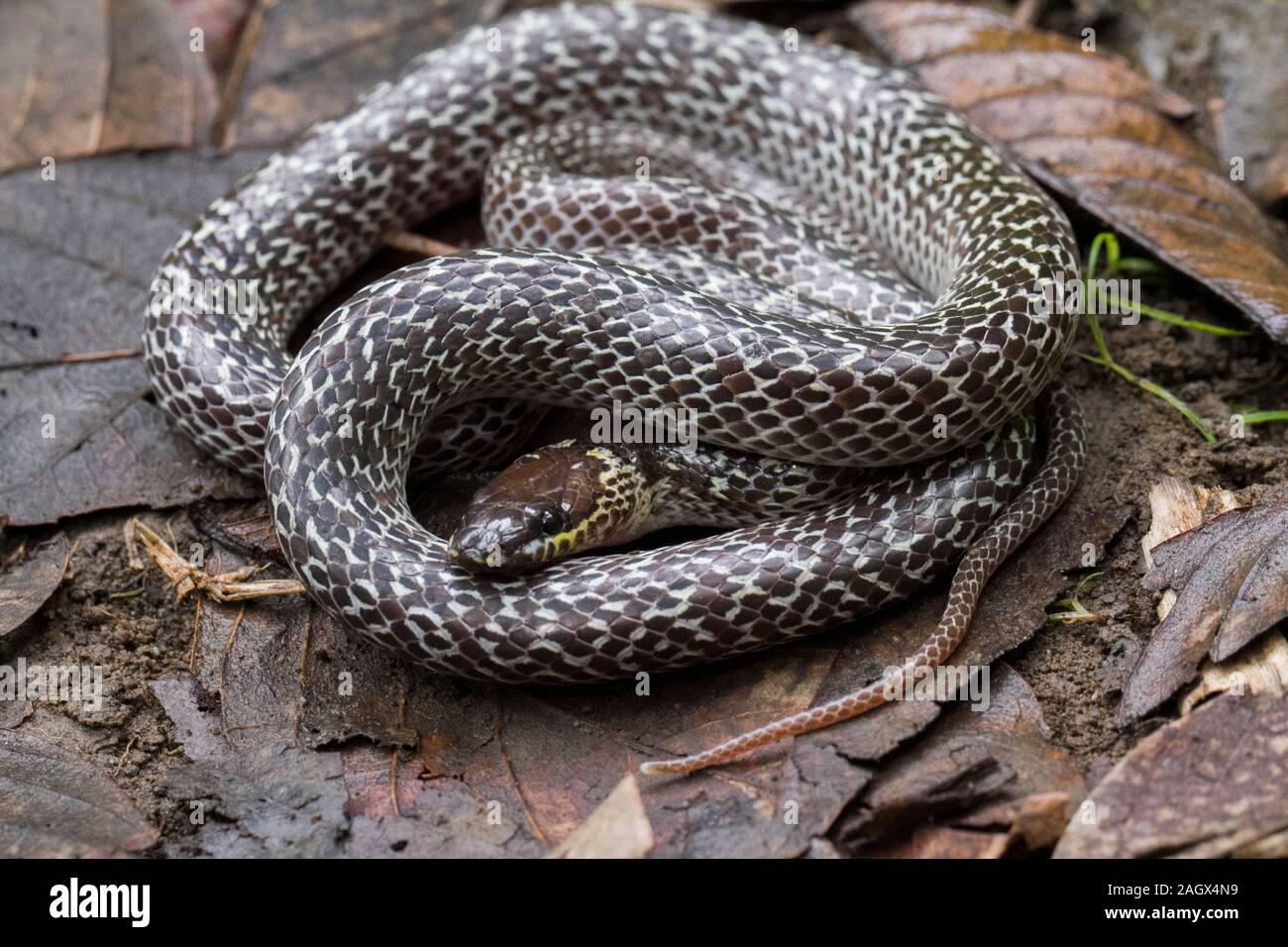 Fauna in the mountains of thailand hi-res stock photography and images ...
