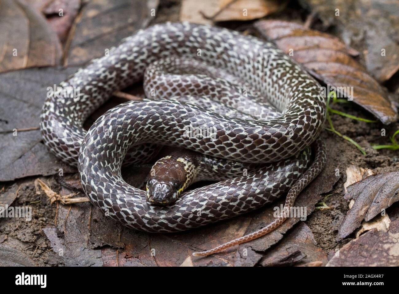 Oriental wolfsnake (Lycodon capucinus) found in tropical forest Though ...