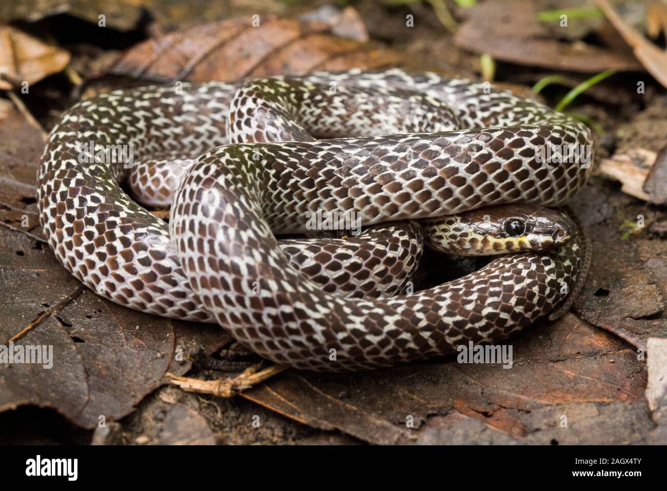Fauna in the mountains of thailand hi-res stock photography and images ...