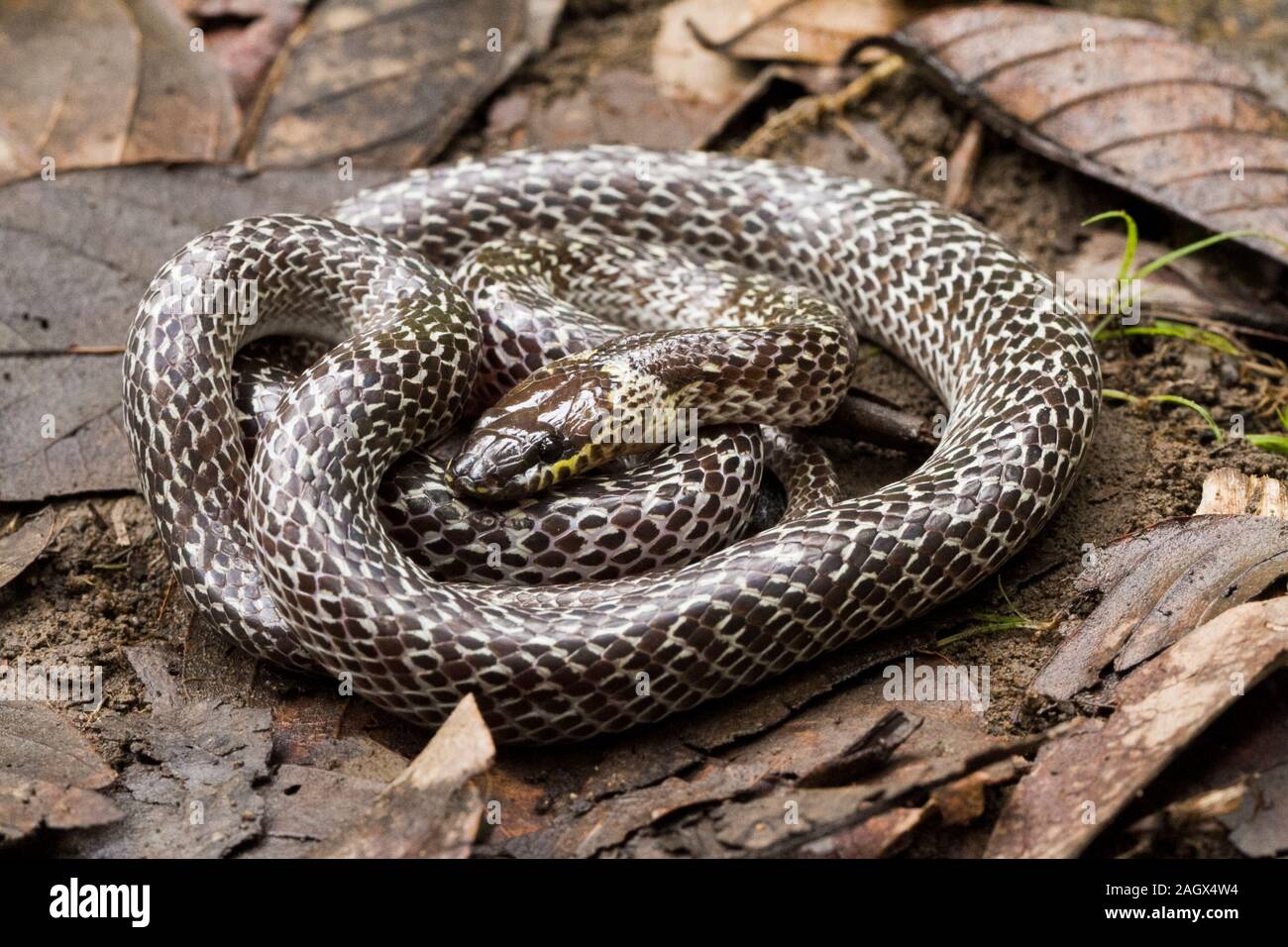 Oriental wolfsnake (Lycodon capucinus) found in tropical forest Though ...