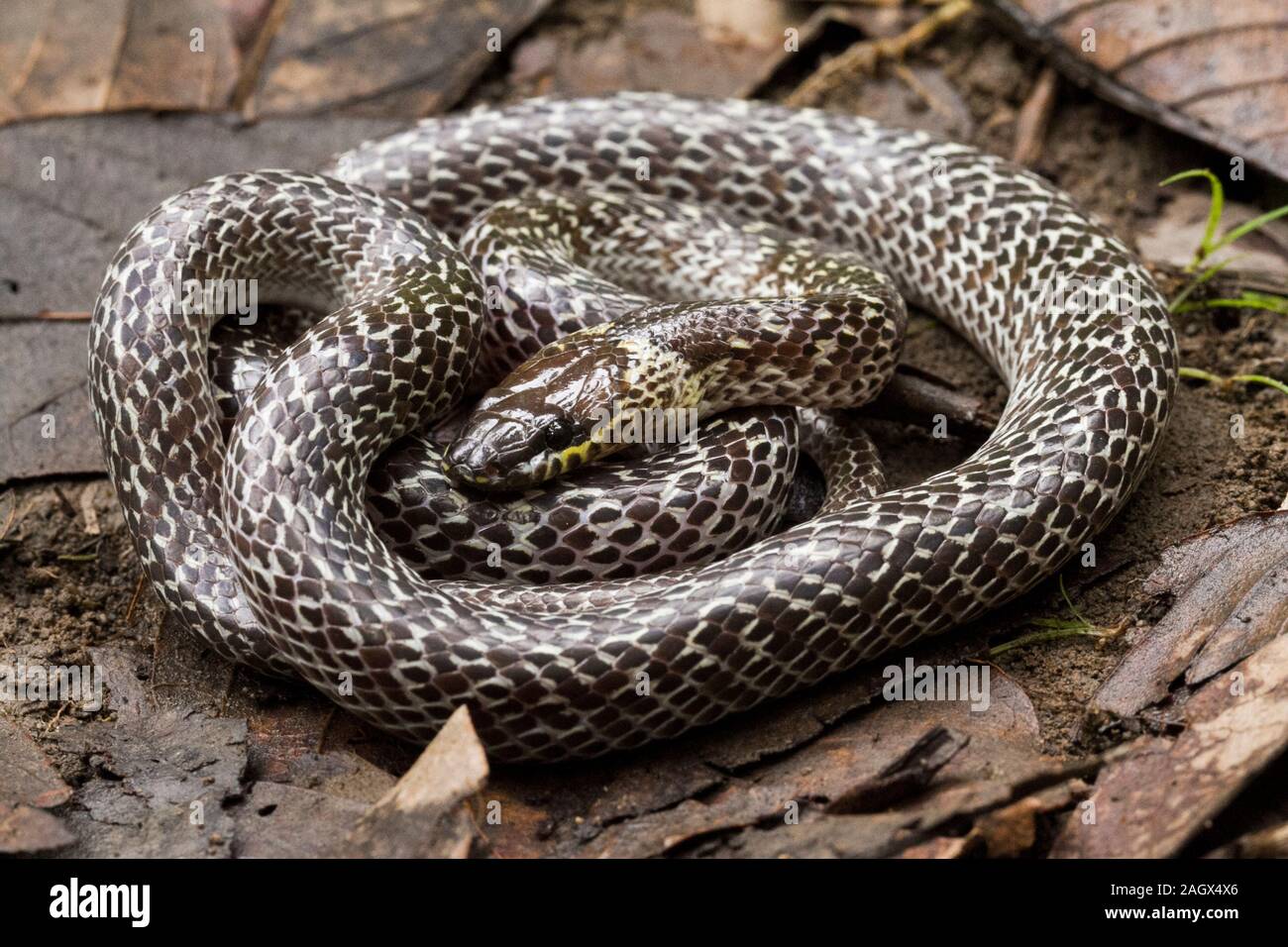 Oriental wolfsnake (Lycodon capucinus) found in tropical forest Though ...