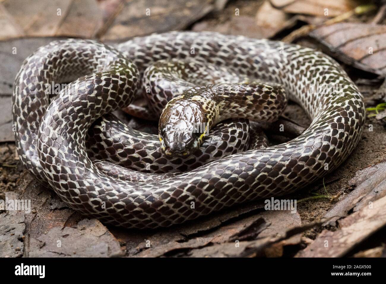 Fauna in the mountains of thailand hi-res stock photography and images ...