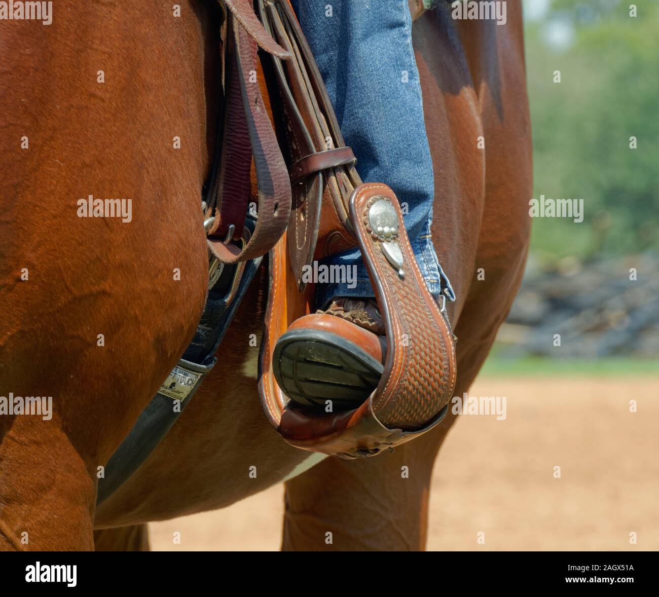 Horse belly close up hi-res stock photography and images - Alamy