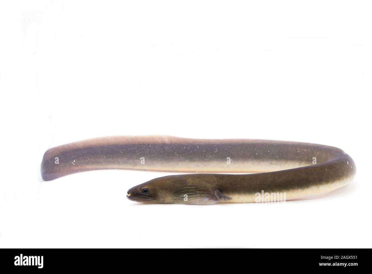 Close Up of Shortfin eel ,Anguilla bicolor isolated on white background ...
