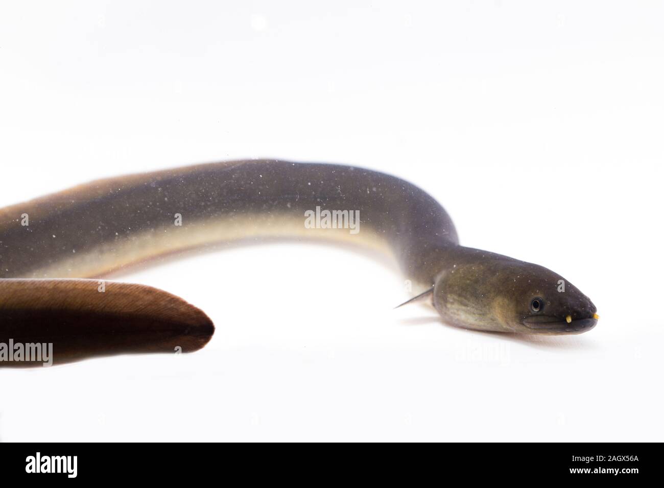 Short sea snake hi-res stock photography and images - Alamy