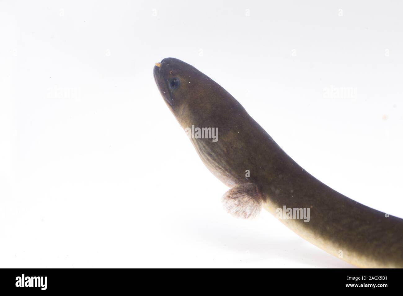 Electric eel aquarium hi-res stock photography and images - Alamy
