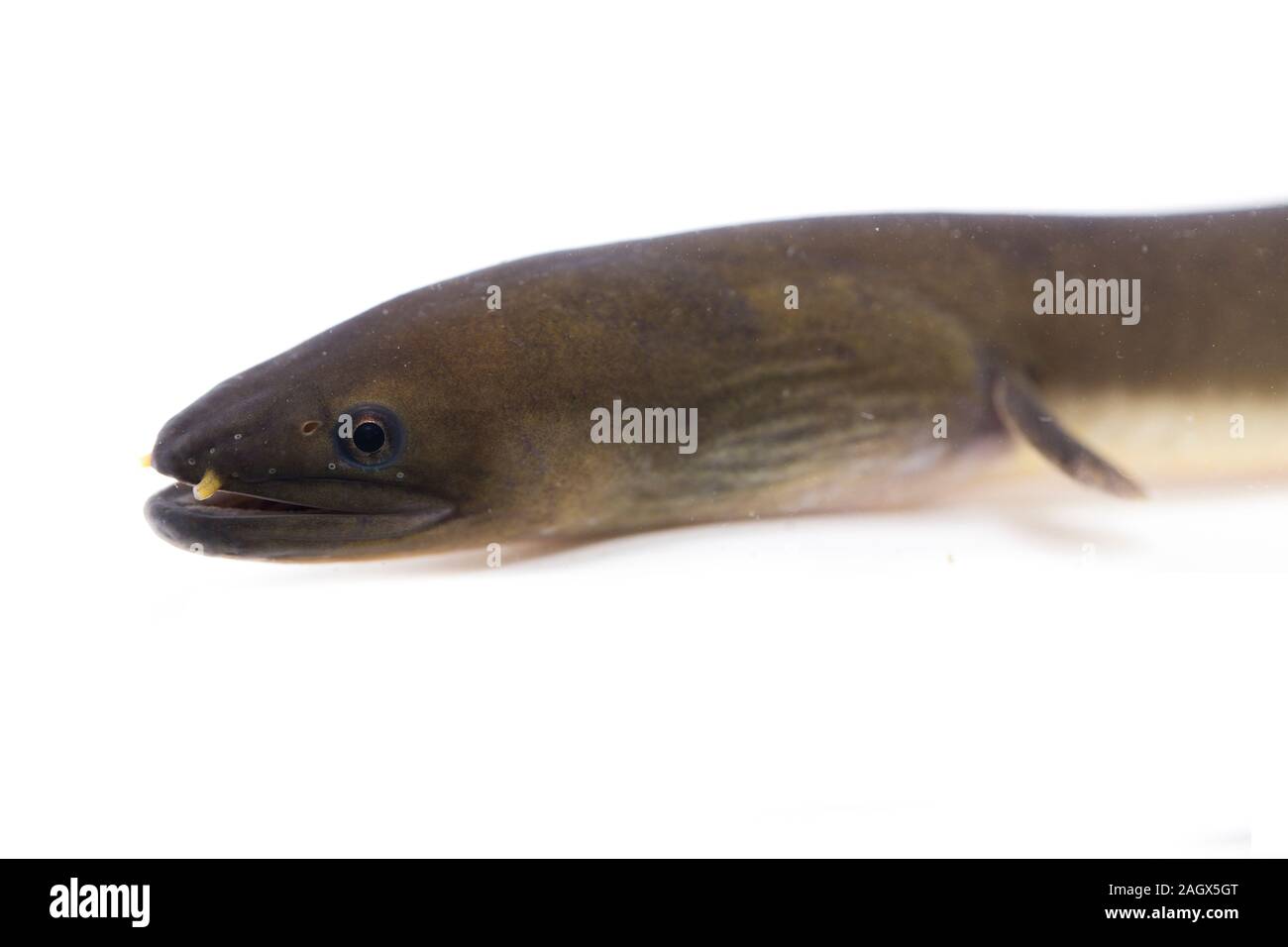 Electric eel hi-res stock photography and images - Alamy
