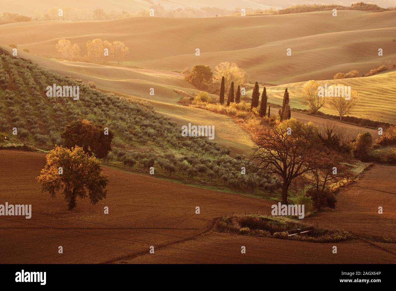 Tuscan fields and trees in a beautiful valley, natural outdoor ...