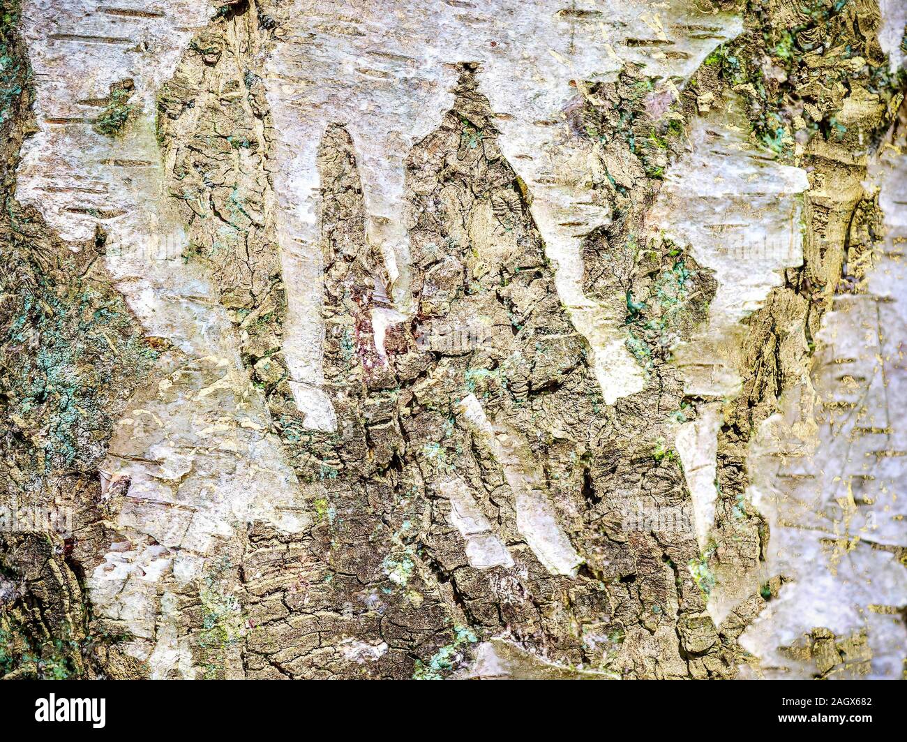 Detailed close up view on a weathered tree bark texture Stock Photo - Alamy