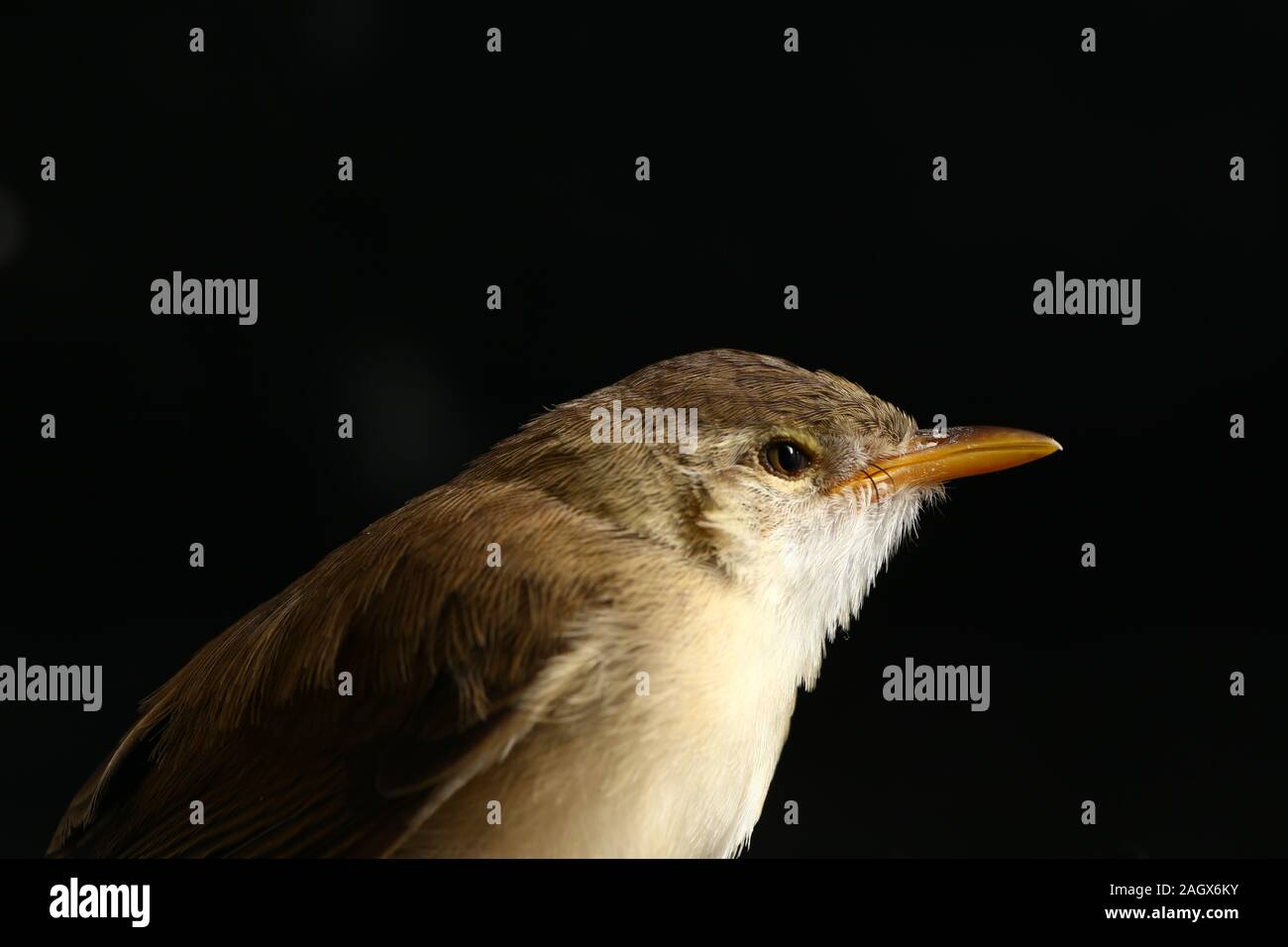Plain Prinia bird (Prinia inomata) isolated on black background Stock ...