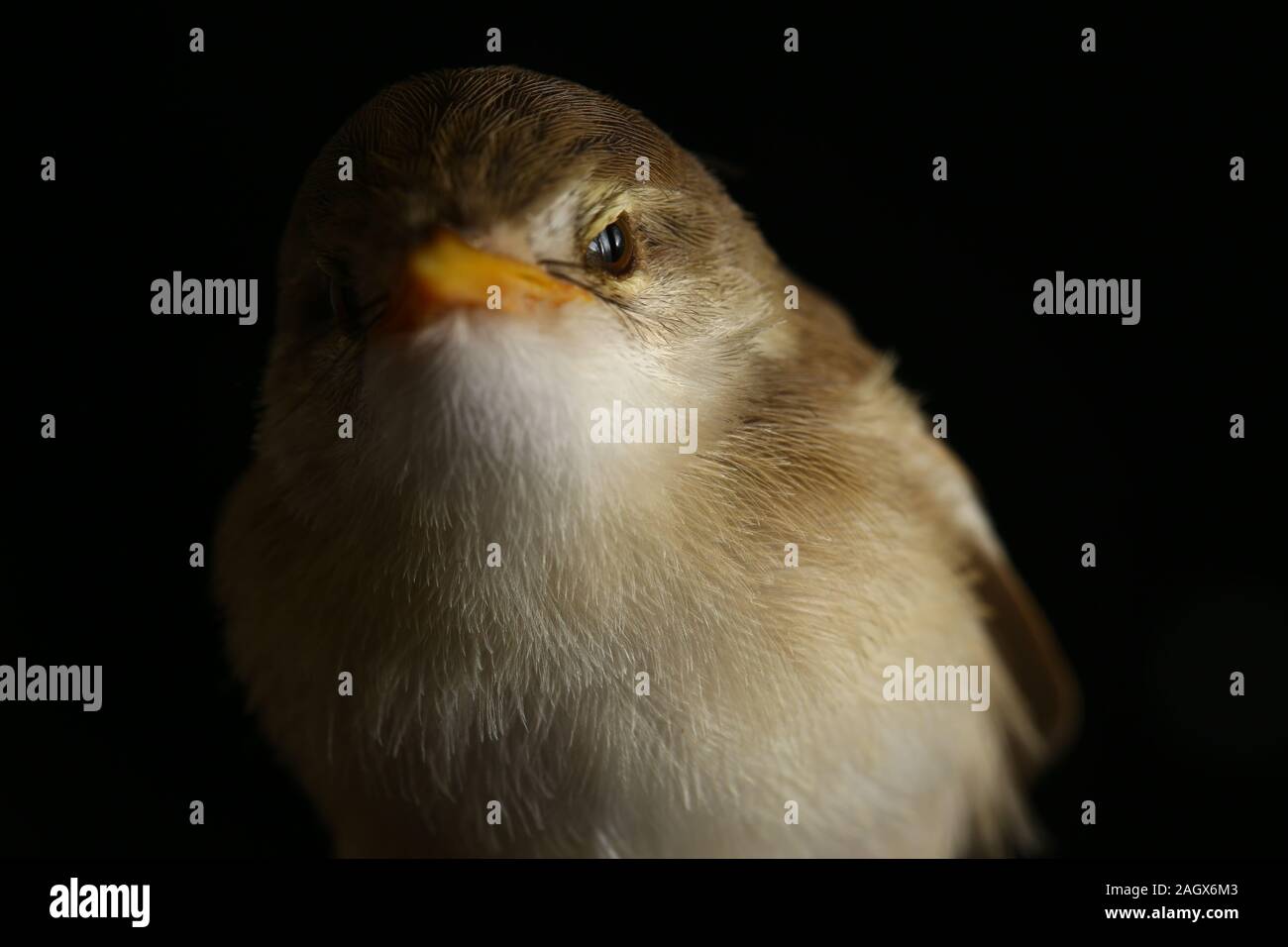 Plain Prinia bird (Prinia inomata) isolated on black background Stock ...