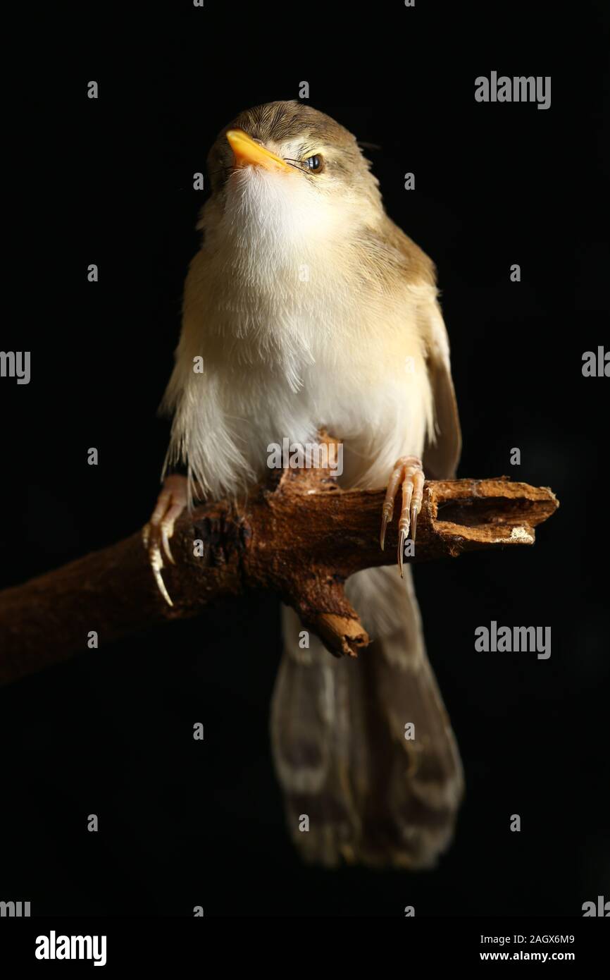 Plain Prinia bird (Prinia inomata) isolated on black background Stock ...