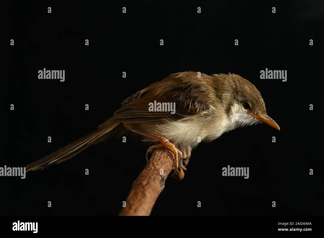 Plain Prinia bird (Prinia inomata) isolated on black background Stock ...