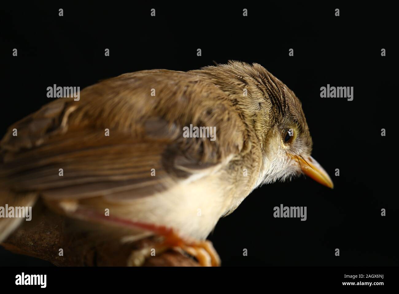 Plain Prinia bird (Prinia inomata) isolated on black background Stock ...