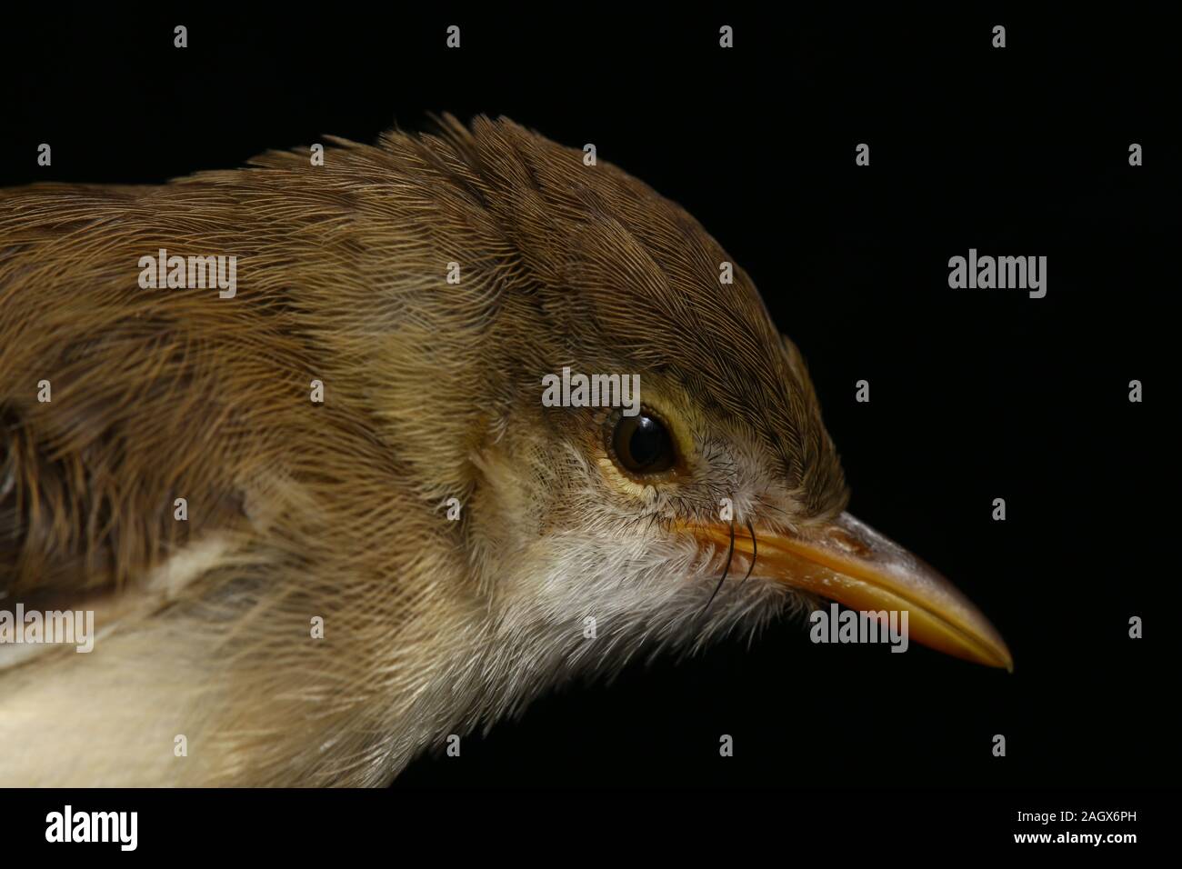 Plain Prinia bird (Prinia inomata) isolated on black background Stock ...