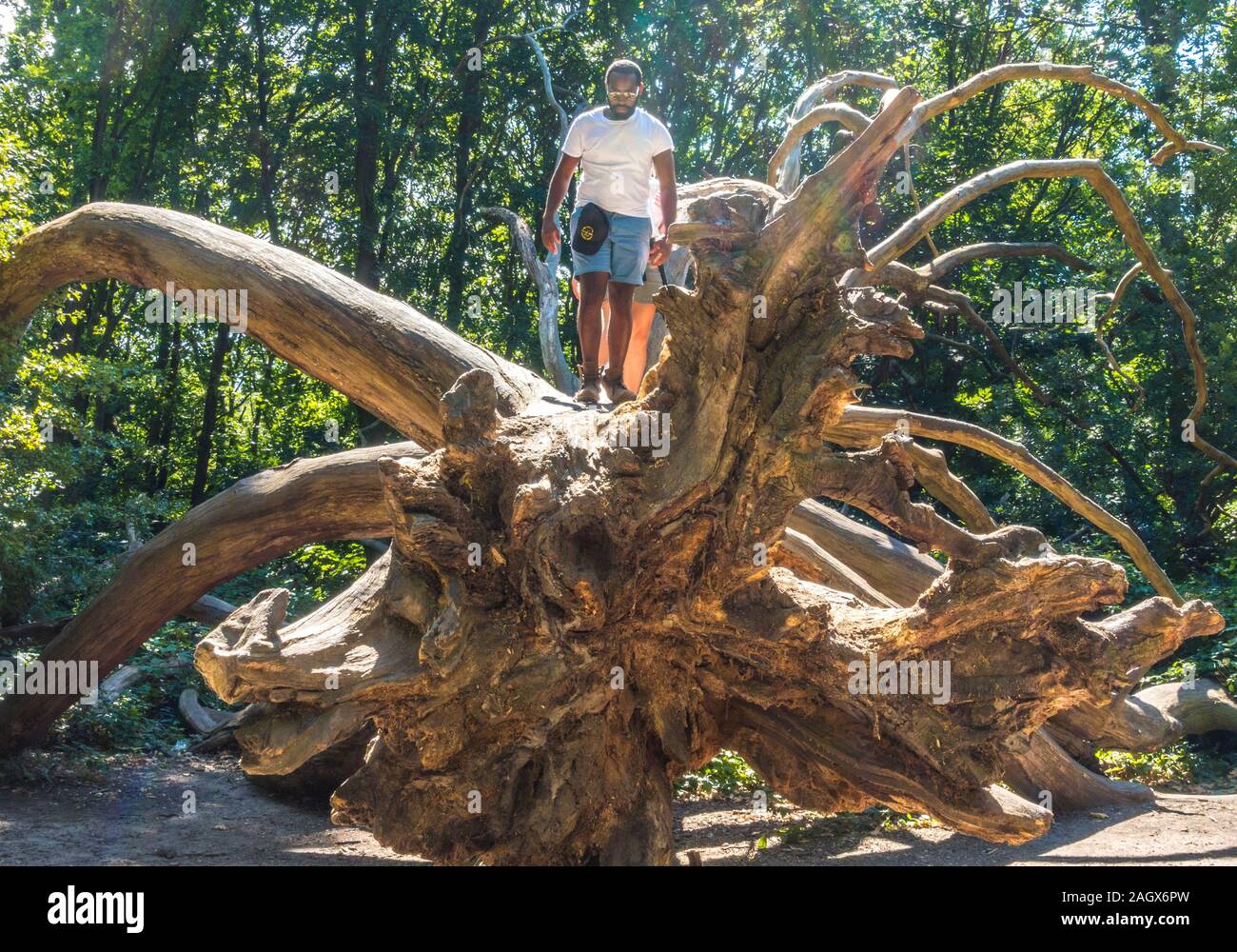 Man behind tree hi-res stock photography and images - Alamy