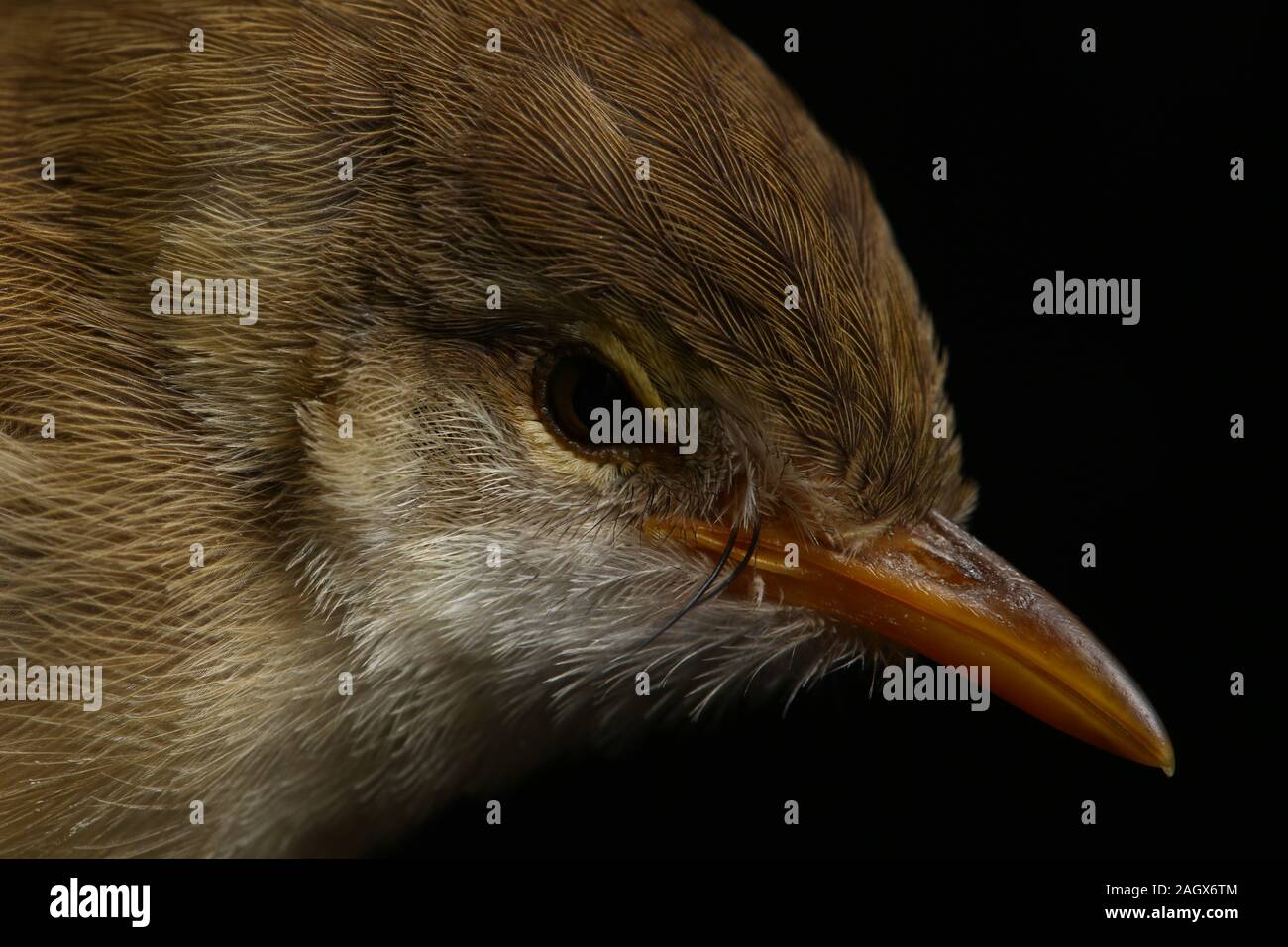 Plain Prinia bird (Prinia inomata) isolated on black background Stock ...