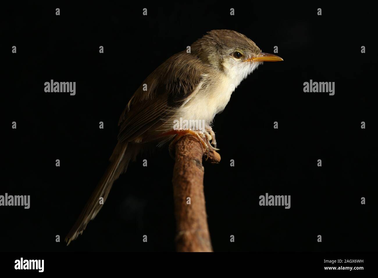 Plain Prinia bird (Prinia inomata) isolated on black background Stock ...