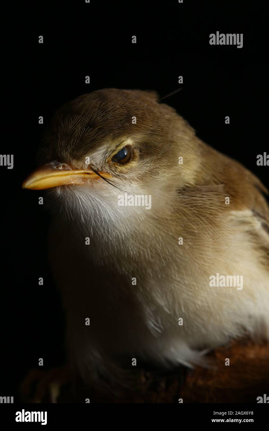 Plain Prinia bird (Prinia inomata) isolated on black background Stock ...