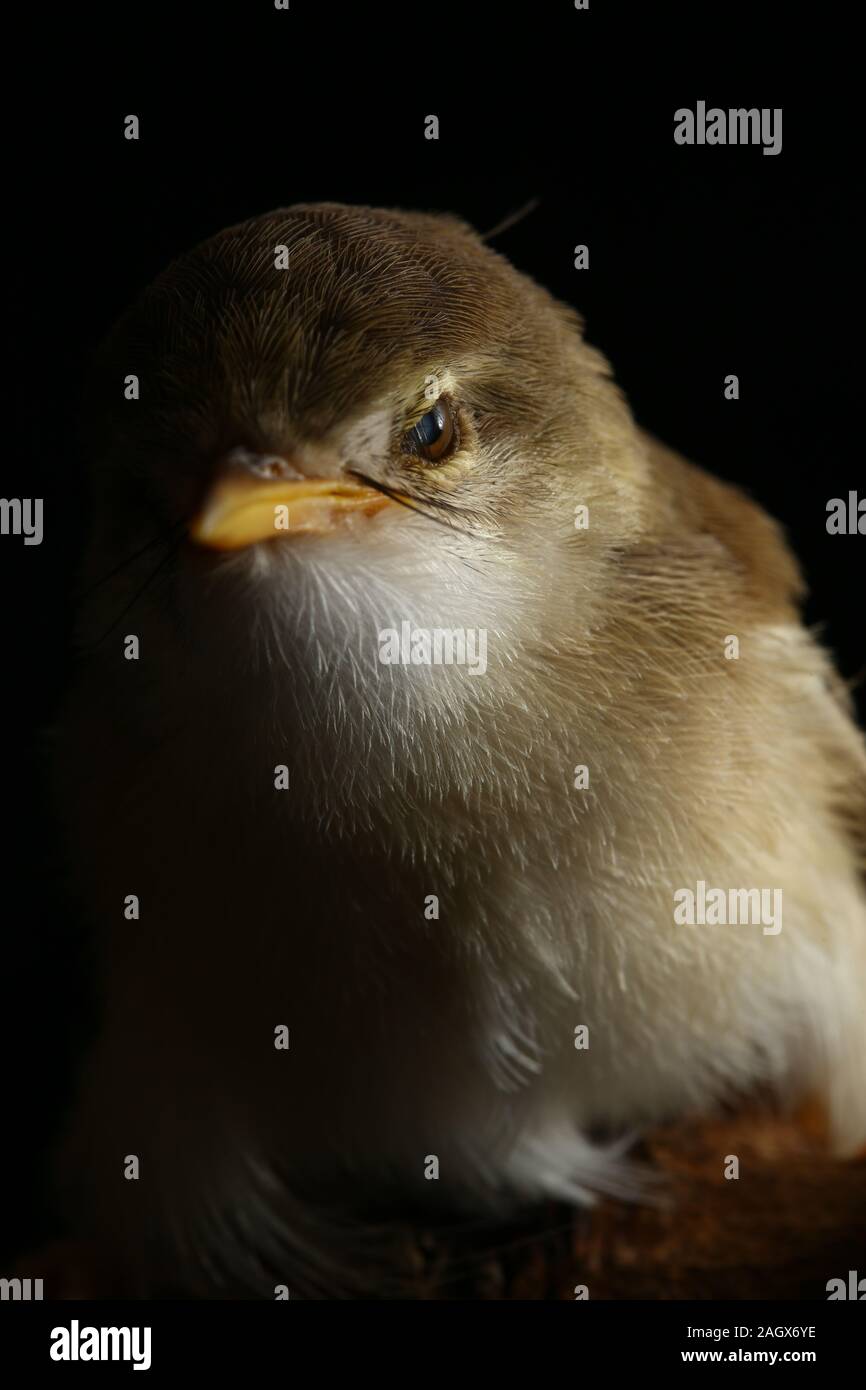 Plain Prinia bird (Prinia inomata) isolated on black background Stock ...