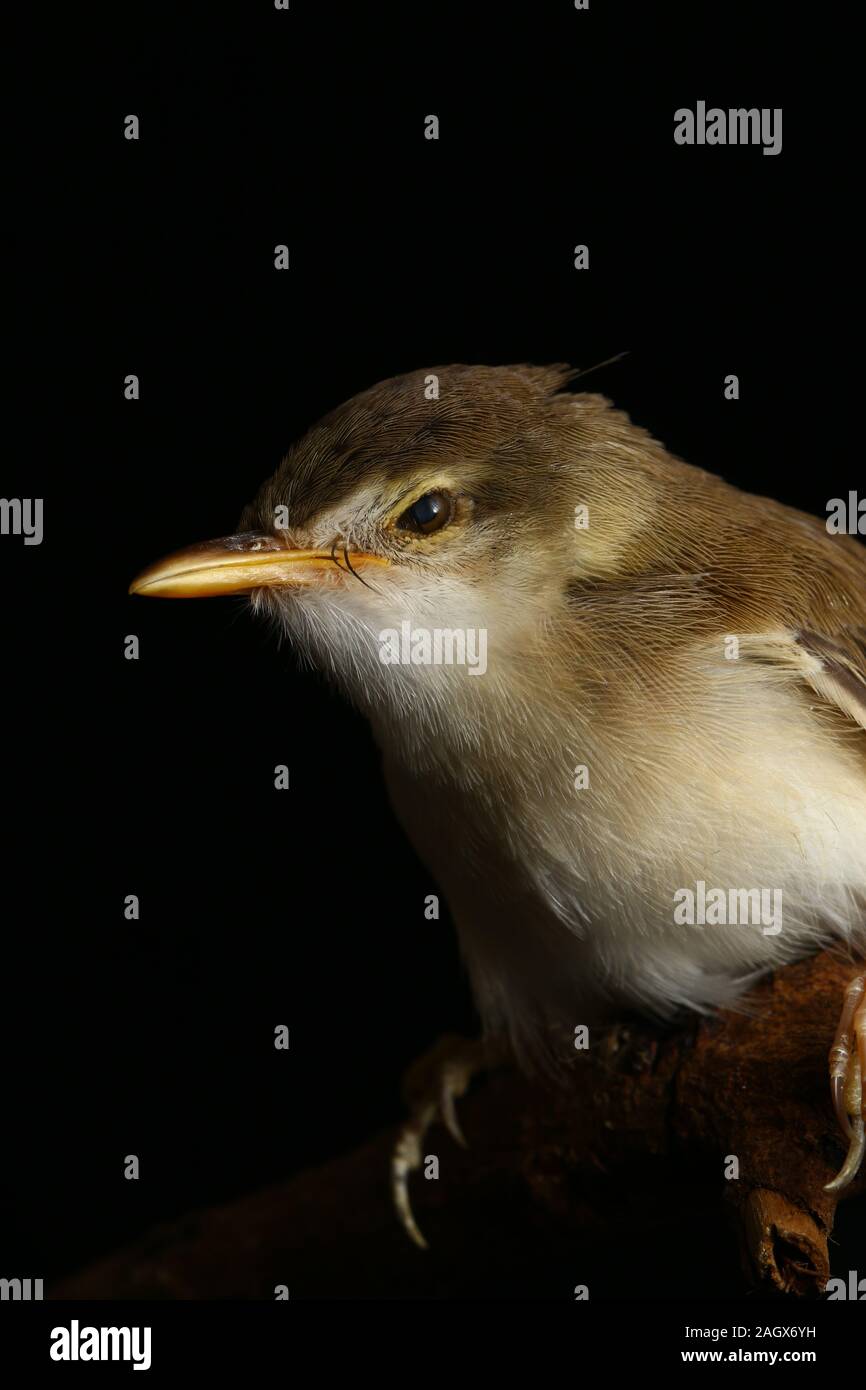 Plain Prinia bird (Prinia inomata) isolated on black background Stock ...