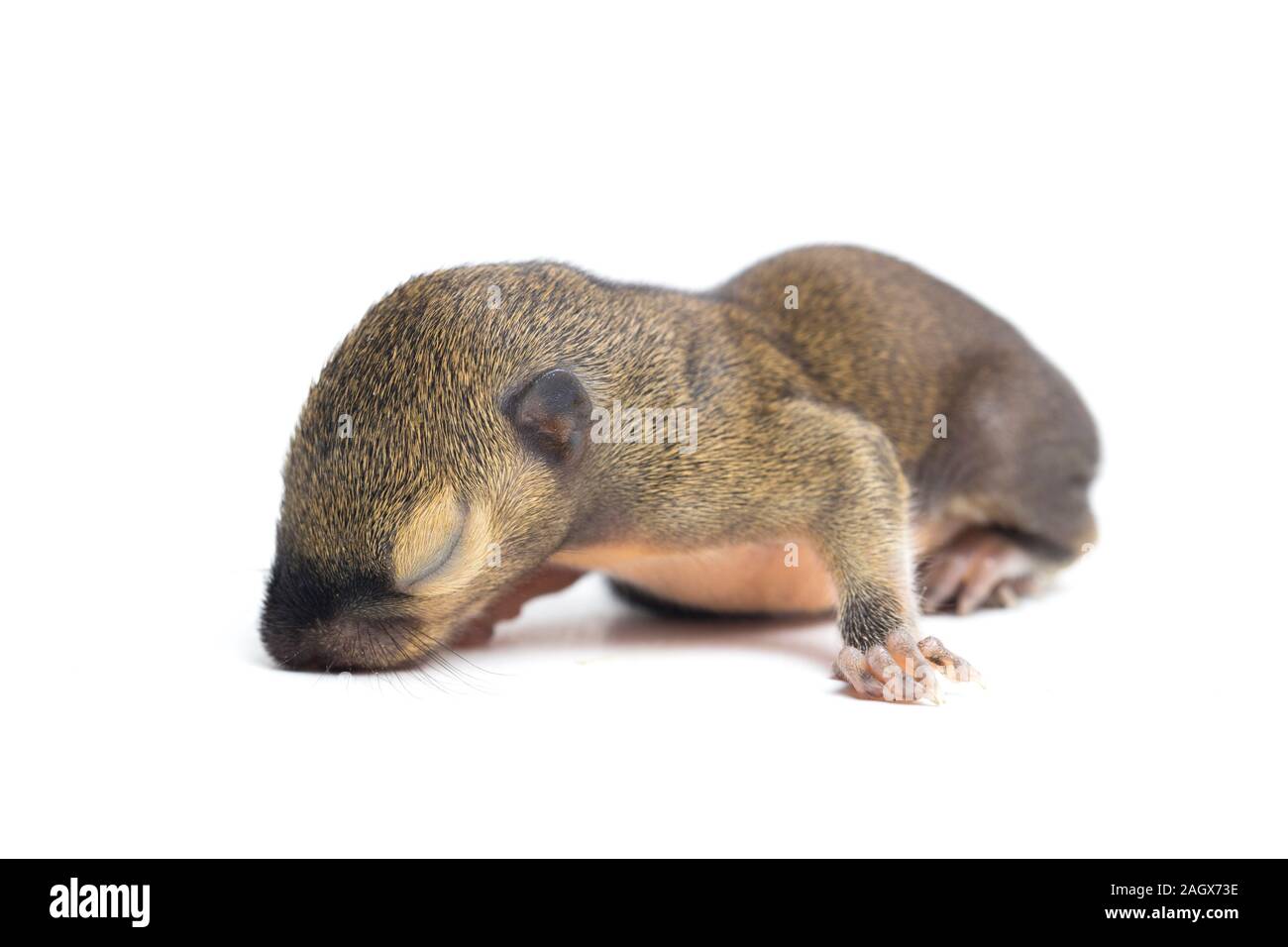 Very humid forest Cut Out Stock Images & Pictures - Alamy