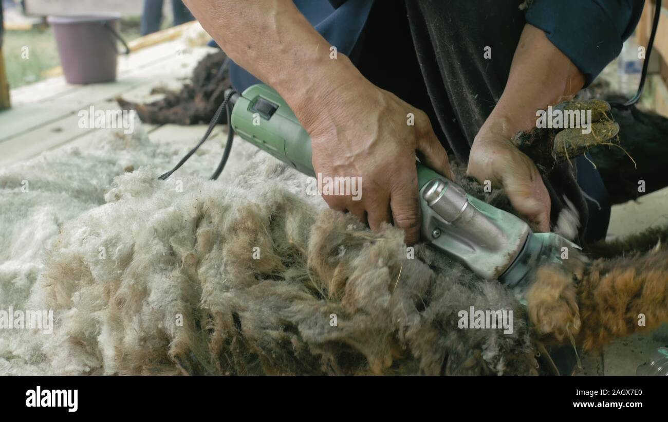 Men shearer shearing sheep at agricultural show in competition ...