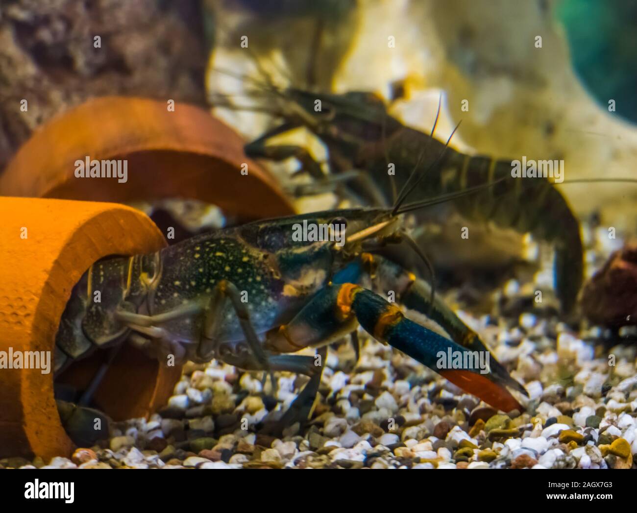 Red claw hi-res stock photography and images - Alamy