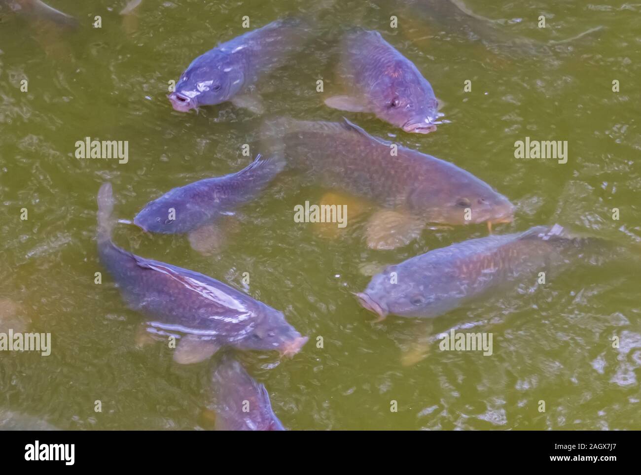 Carp lips in river hi-res stock photography and images - Alamy