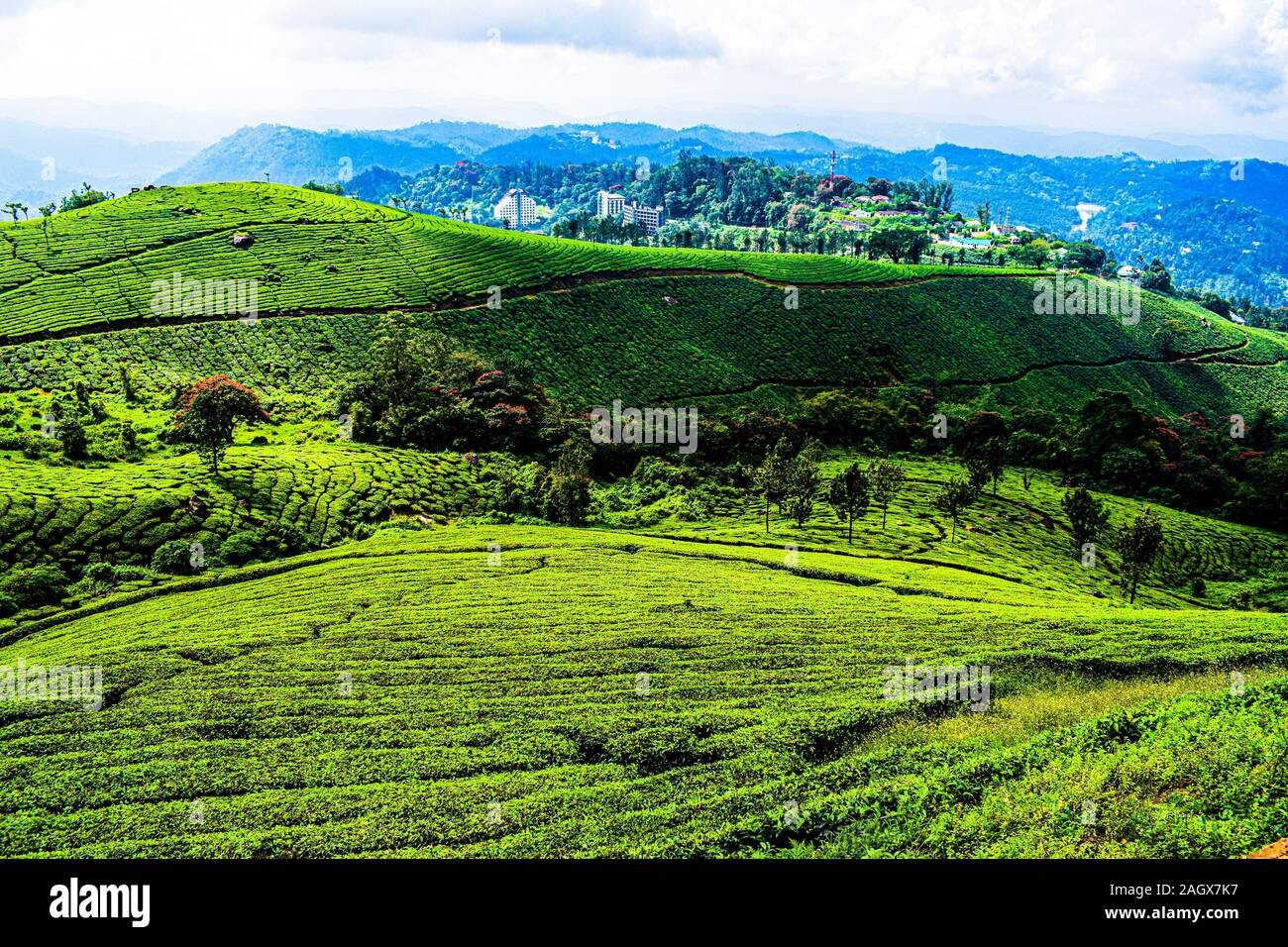 Beautiful tea plantations in hi-res stock photography and images - Alamy