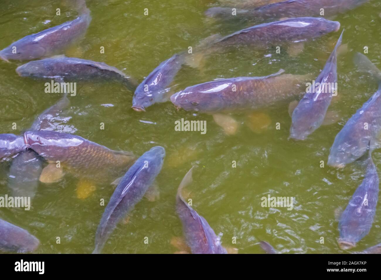 Carp lips in river hi-res stock photography and images - Alamy